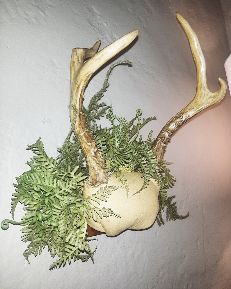 Non-typical Antler Mount - Etsy