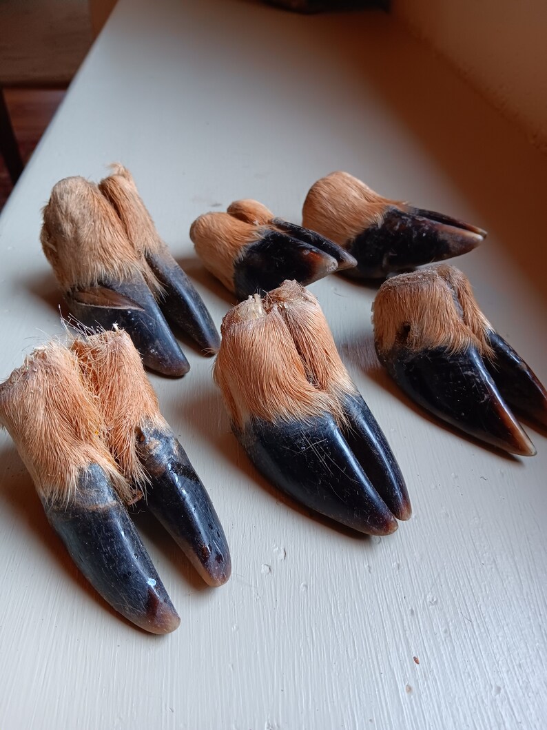 Deer Feet - Etsy