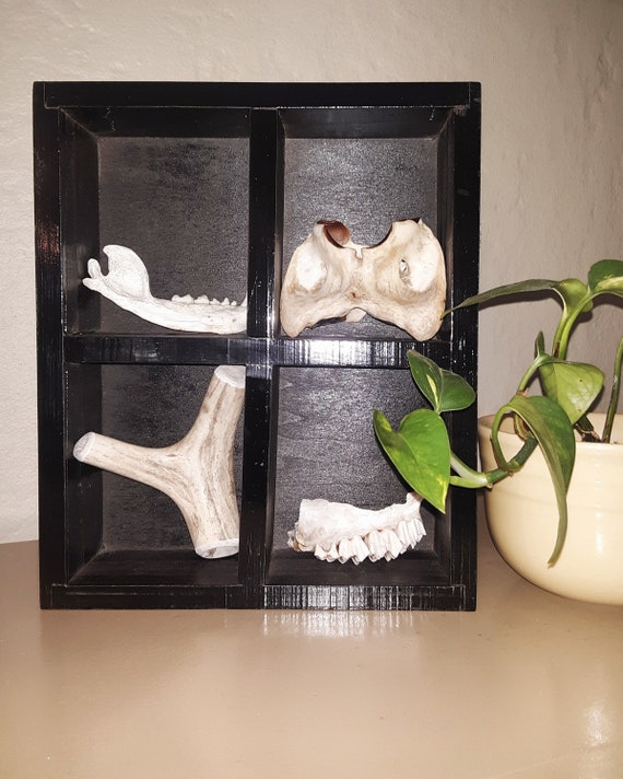 Oddities and Curiosities Shelf - Etsy