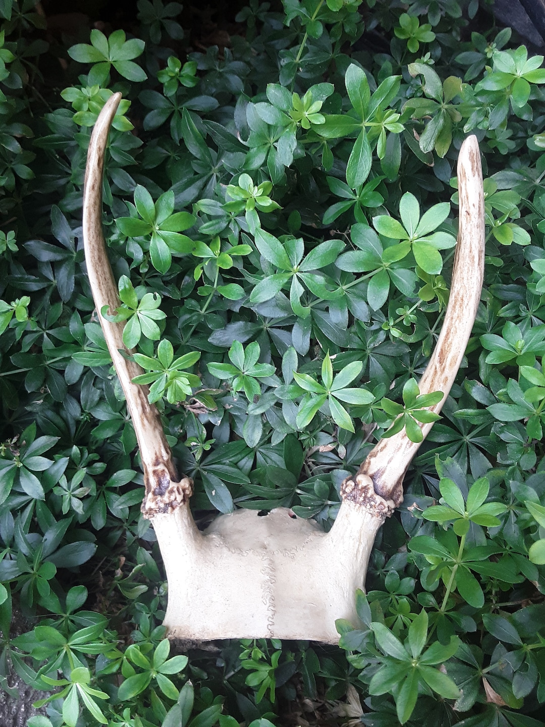 Deer Antler Skull Cap Mount - Etsy