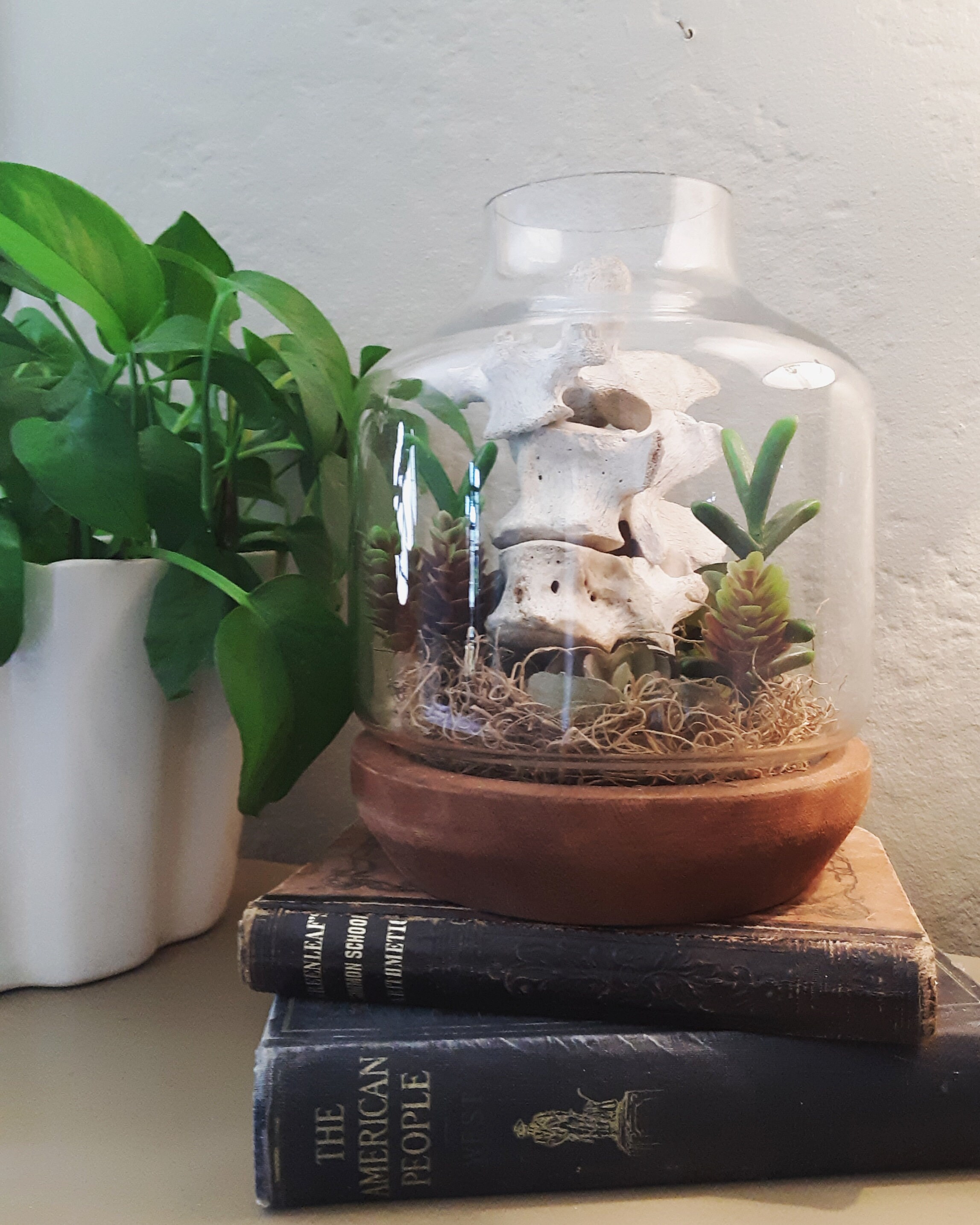 Home Décor Human vertebrae terrarium Taxidermy & Curiosities Home ...