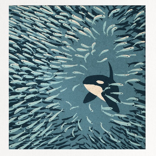 Orca Pod Print Illustrated Art Poster of Killer Whales in - Etsy