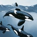 Orca Pod Print - Illustrated Art Poster of Killer Whales in Hand Drawn ...