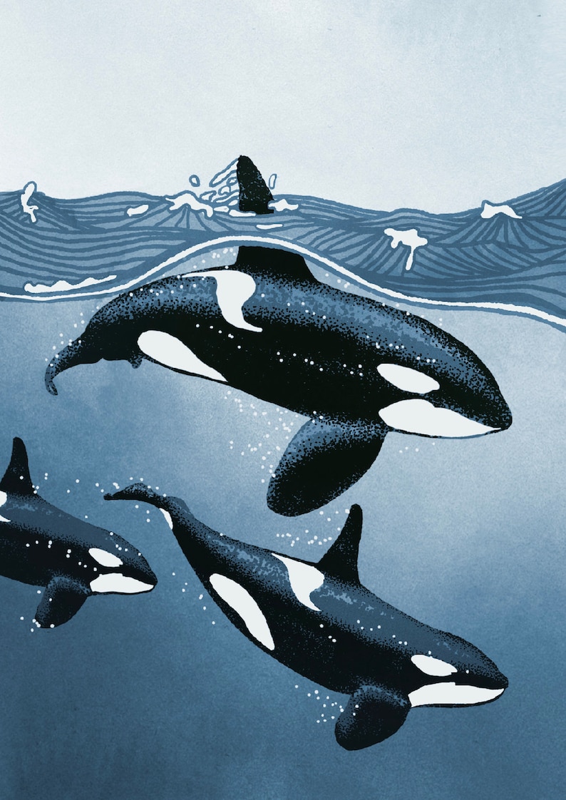 Orca Pod Print Illustrated Art Poster of Killer Whales in - Etsy