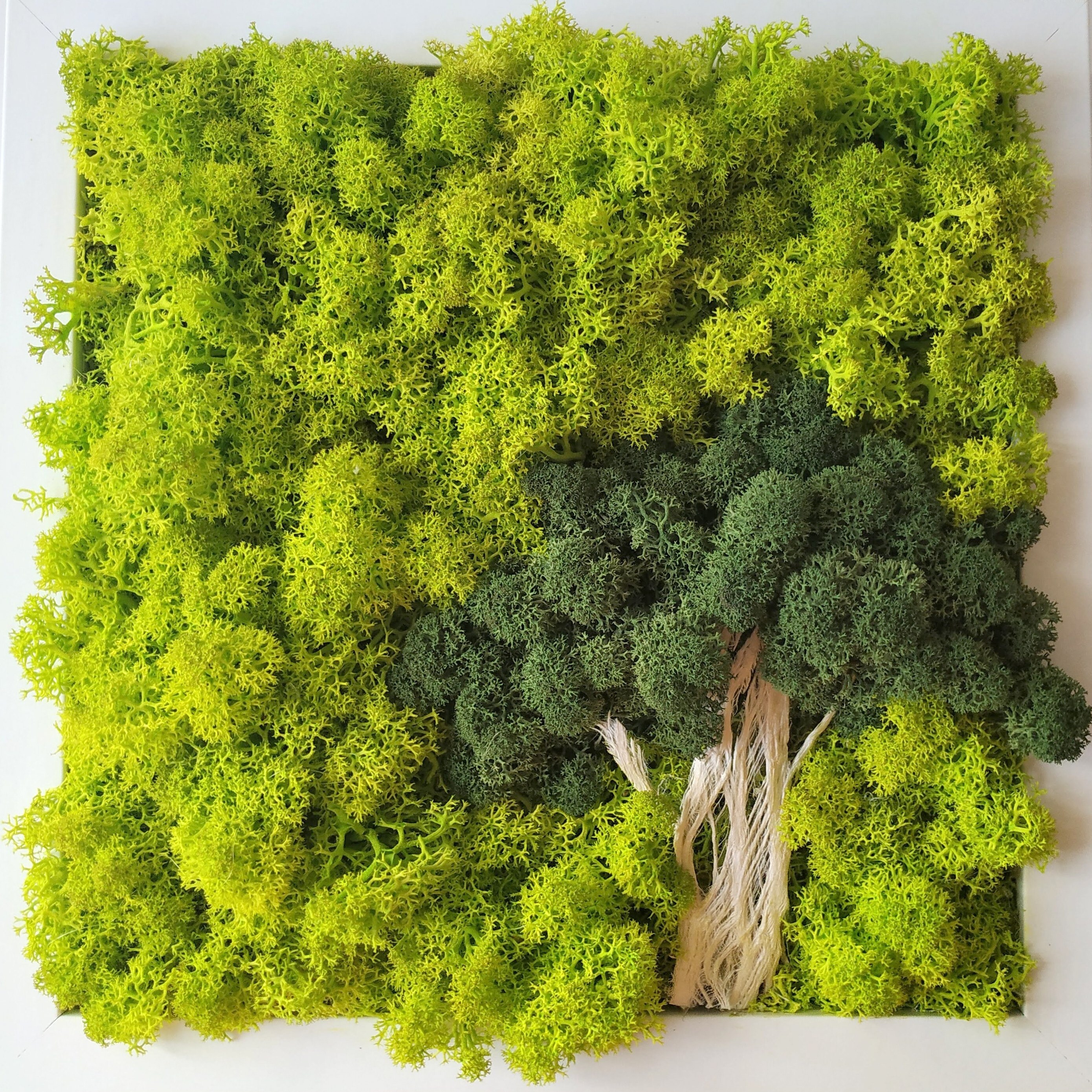 Scandinavian Moss Wall Art Tree of Moss Reindeer Moss Wall - Etsy