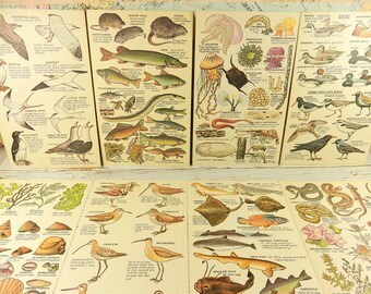 Deep Sea Creatures Chart