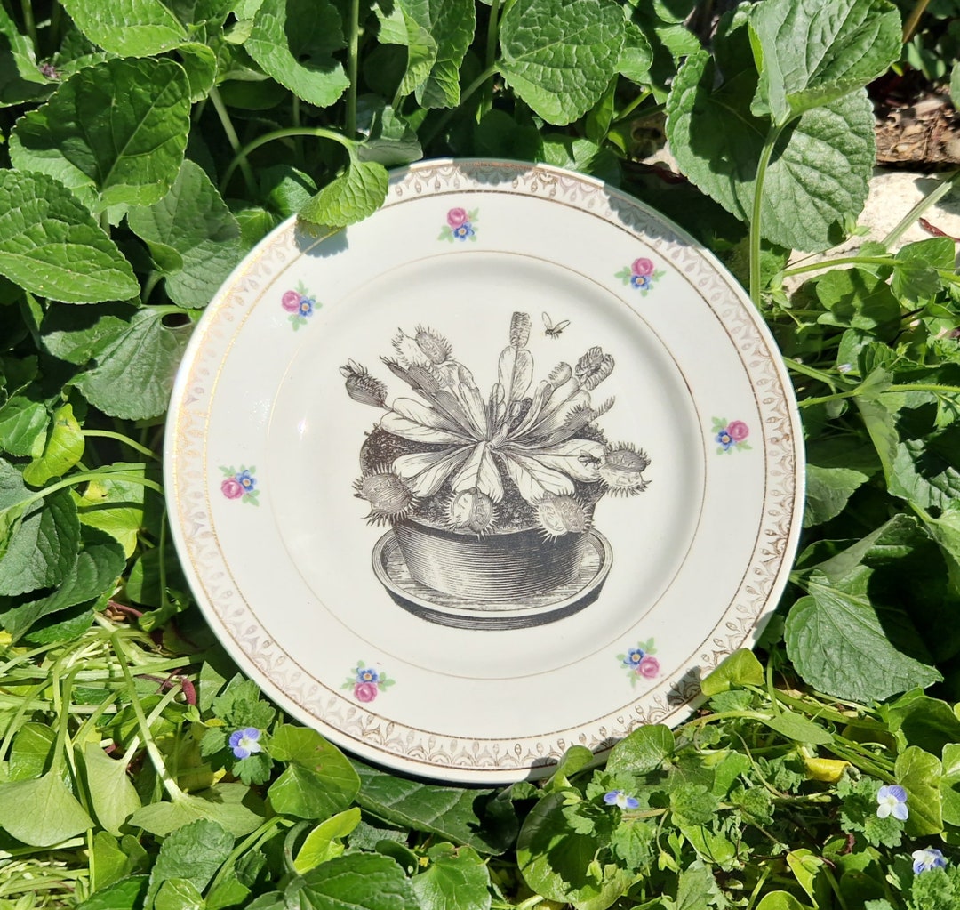 Venus Flytrap on Vintage Side Plate - Etsy