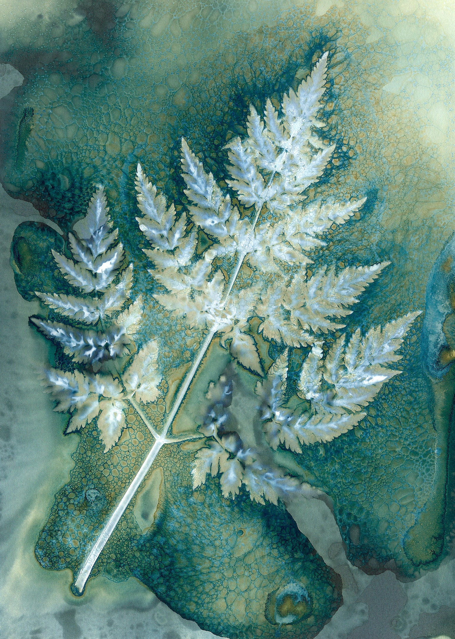 Botanical Blank Greetings Card From an Original Wet Cyanotype Print of ...