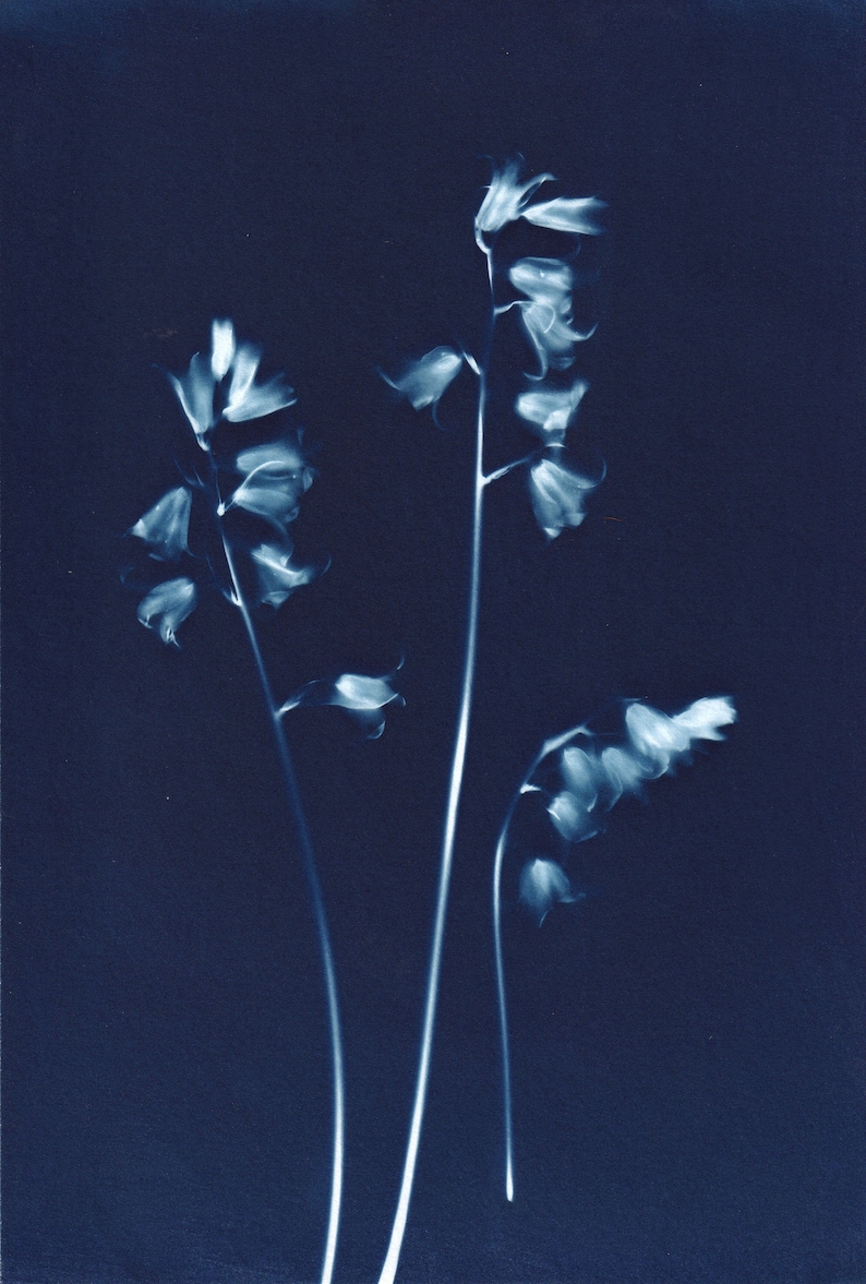 Traditional Blue and White Original Cyanotype Print of Three Bluebells ...