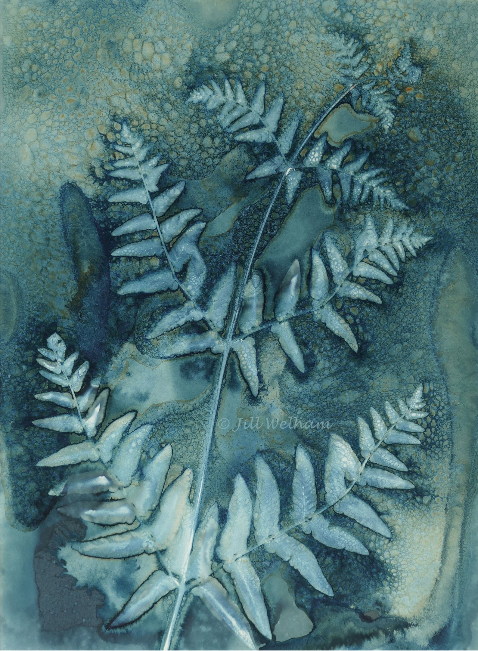 Botanical Art Cards Multi Pack of Five Cards From Original - Etsy