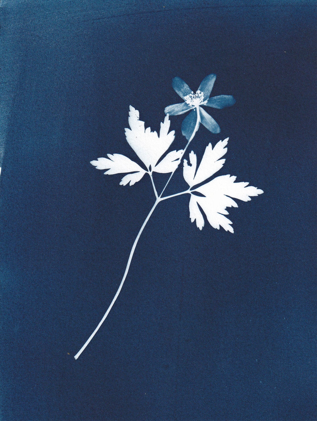 Petit photogramme cyanotypé bleu et blanc traditionnel d'une fleur d ...