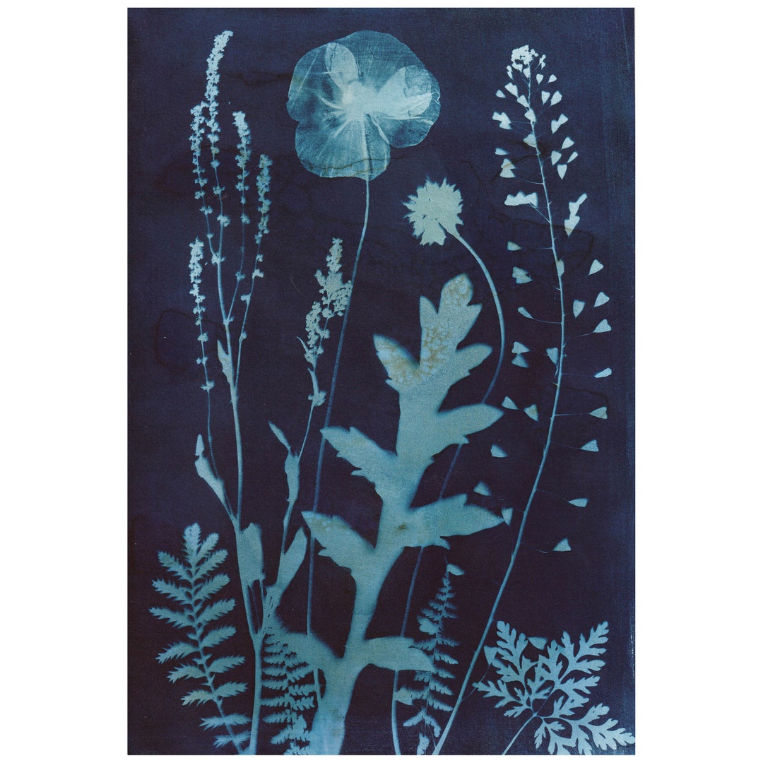 Small Original Wet Cyanotype Print of a Selection of British Native ...