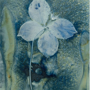 Botanical Art Cards, Multi Pack of Five Cards From Original Wet ...