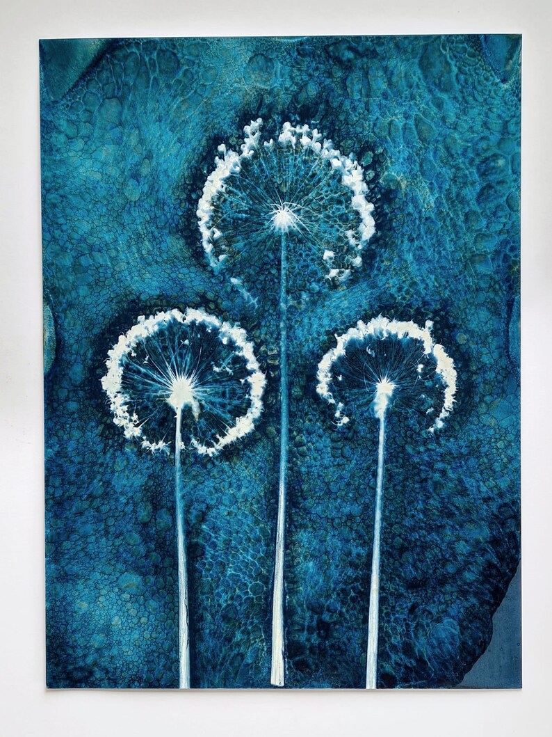 Original Wet Cyanotype Print of Three Allium Flowers - Etsy UK