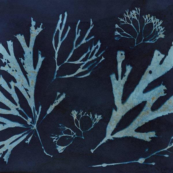 Seaweed Print - Etsy