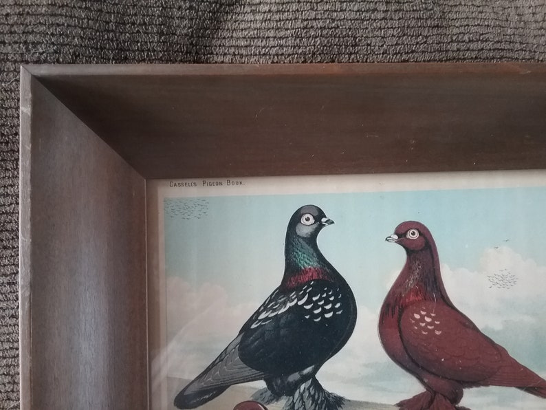 Vintage Joseph Ludlow Chromolithographs From Cassell's Pidgeon Book - Etsy