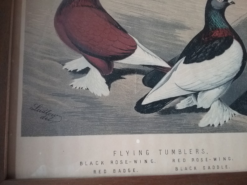 Vintage Joseph Ludlow Chromolithographs From Cassell's Pidgeon Book - Etsy