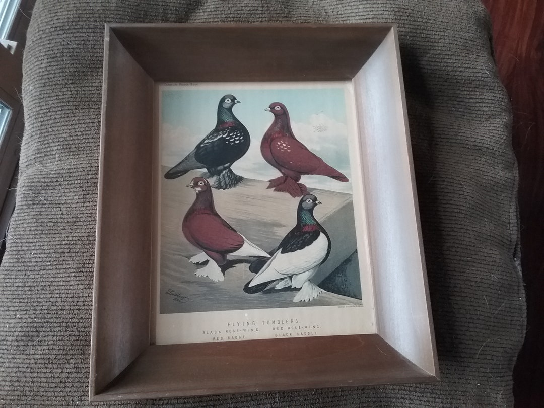 Vintage Joseph Ludlow Chromolithographs From Cassell's Pidgeon Book - Etsy