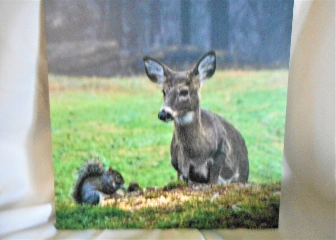 Dear Friends .... Home Decor, Wall Decor, Photo Tiles, Photo of Deer ...