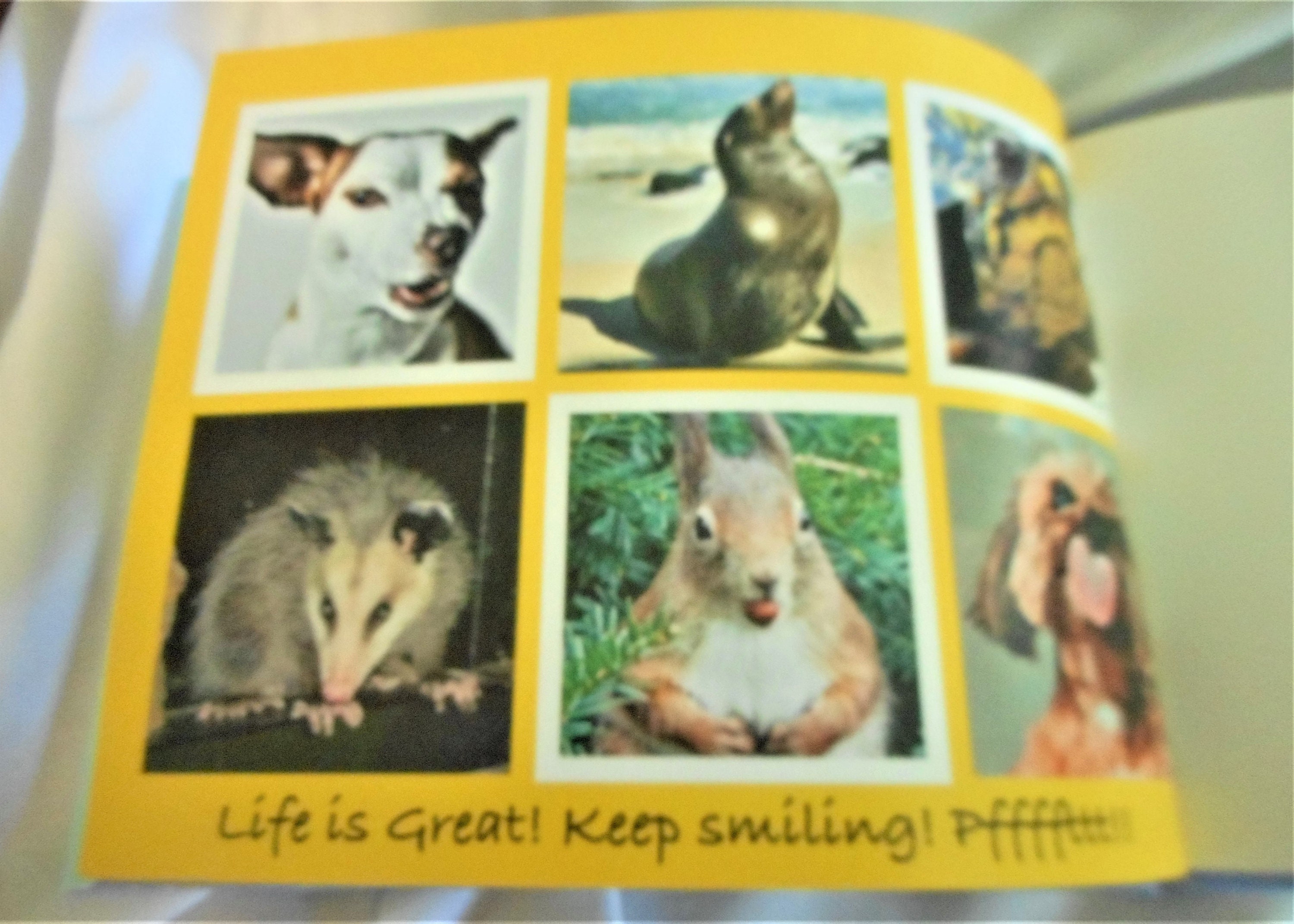 Funny Faces ... 6x8 Inches, Small Photo Book, Coffee Table Book, Fun ...