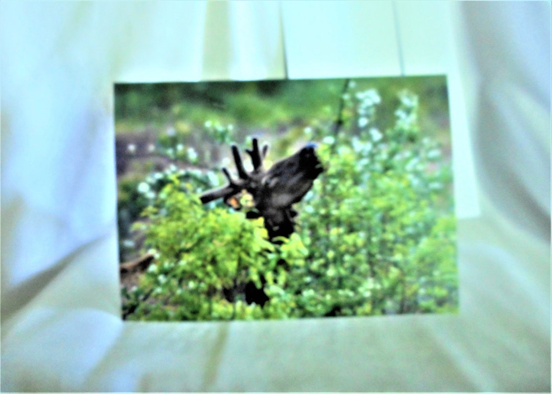 Elk in Springtime ... Happy Birthday, Photo Card, Young Bull Elk ...