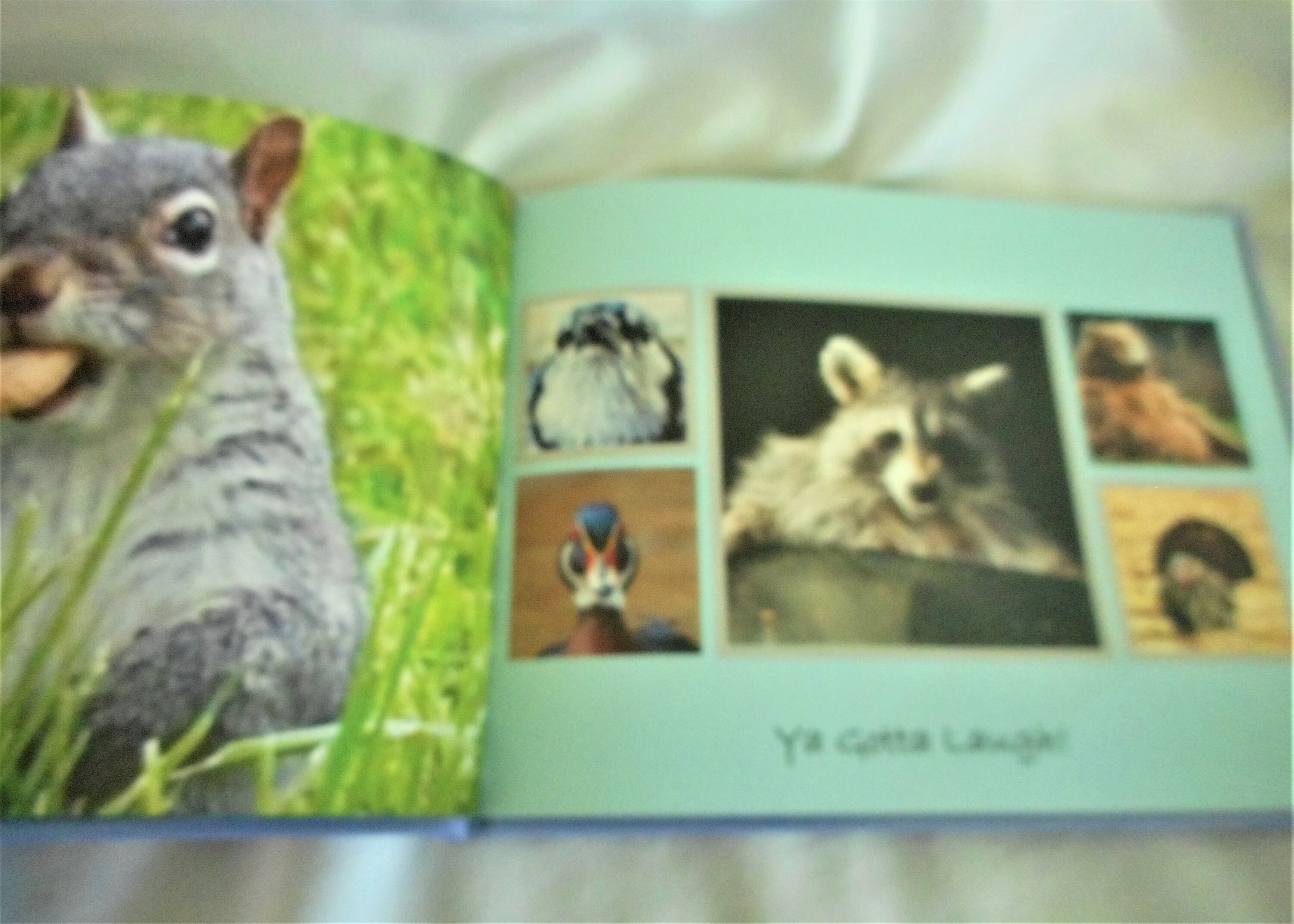 Funny Faces ... 6x8 Inches, Small Photo Book, Coffee Table Book, Fun ...