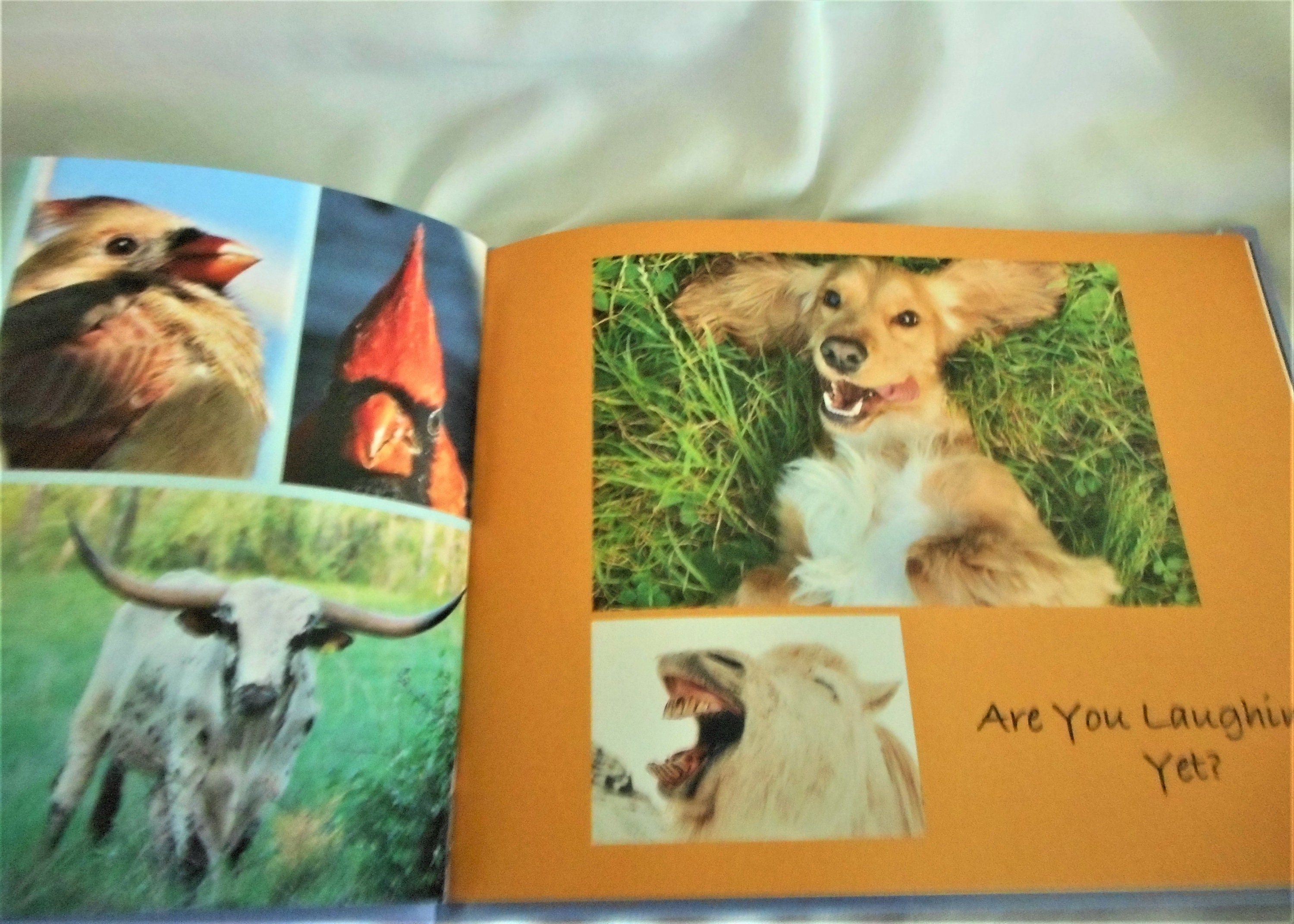 Funny Faces ... 6x8 Inches, Small Photo Book, Coffee Table Book, Fun ...