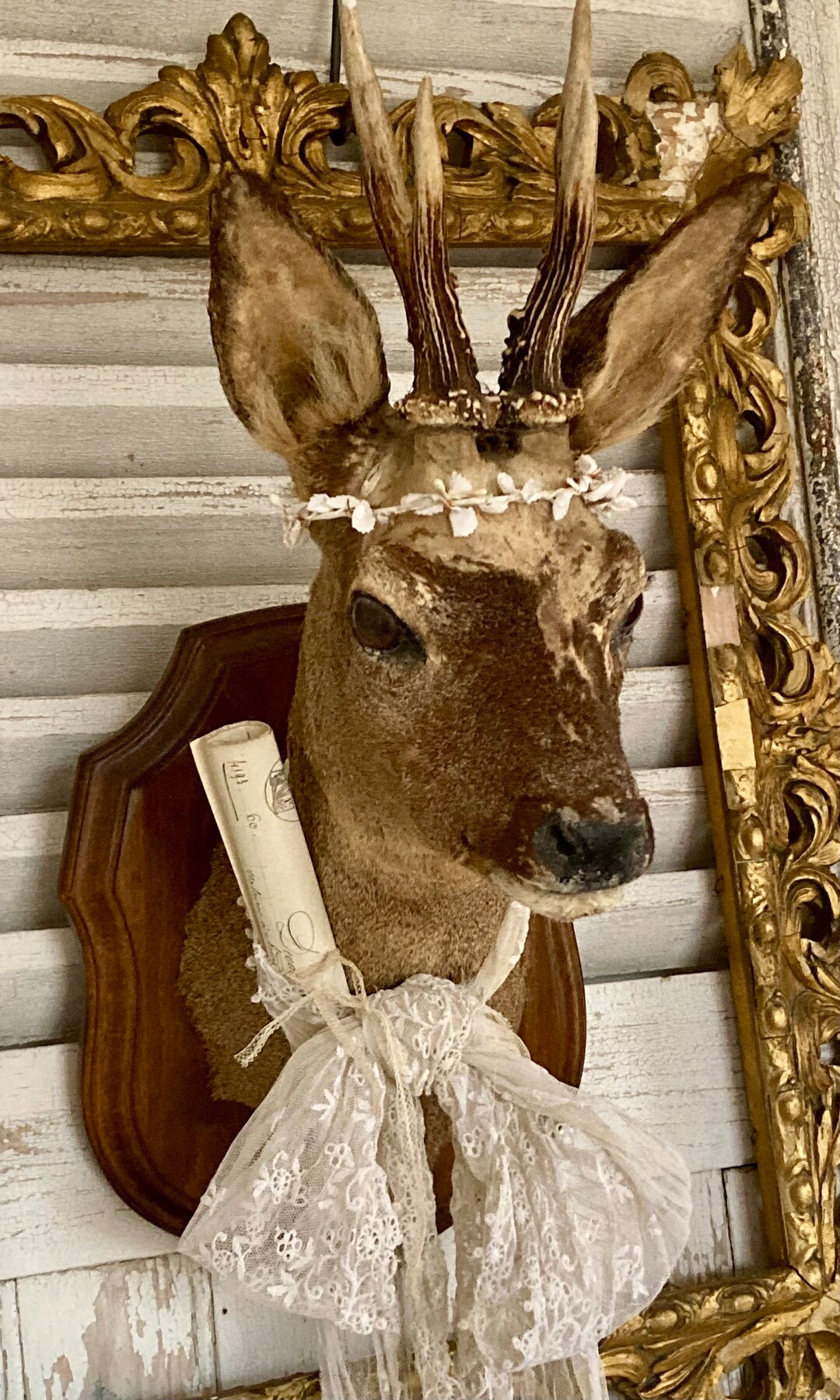 Charming Horned French Taxidermy Deer Mount. - Etsy