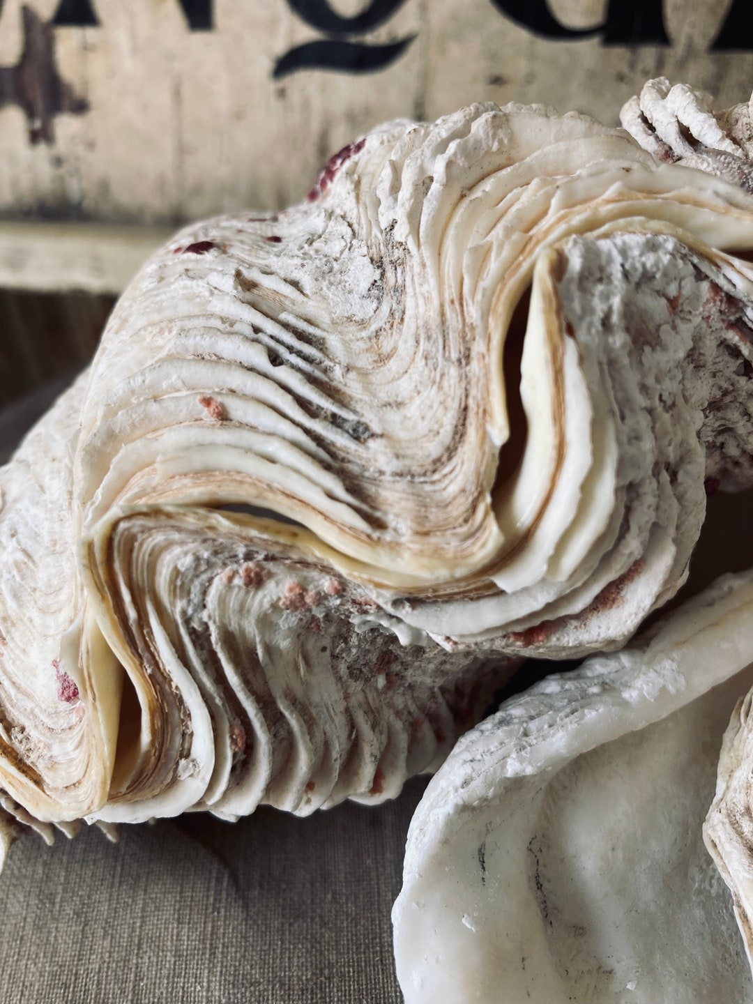 Charming Full Frilly Clam Shell - Etsy