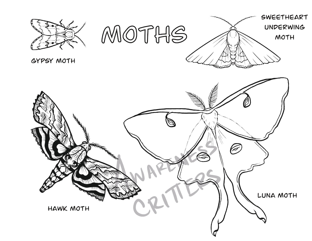 Moths- Schooling Supplementation - Etsy