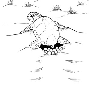 Sea Turtle Coloring Pages - Etsy