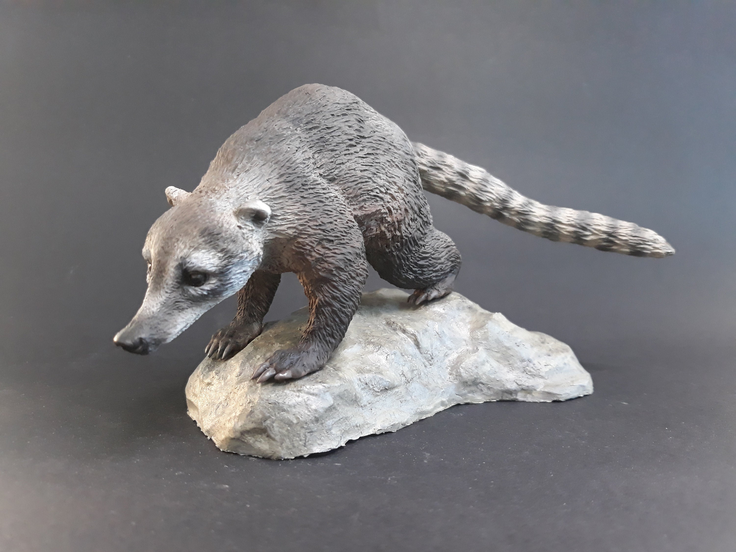 White Nosed Coati Anatomy