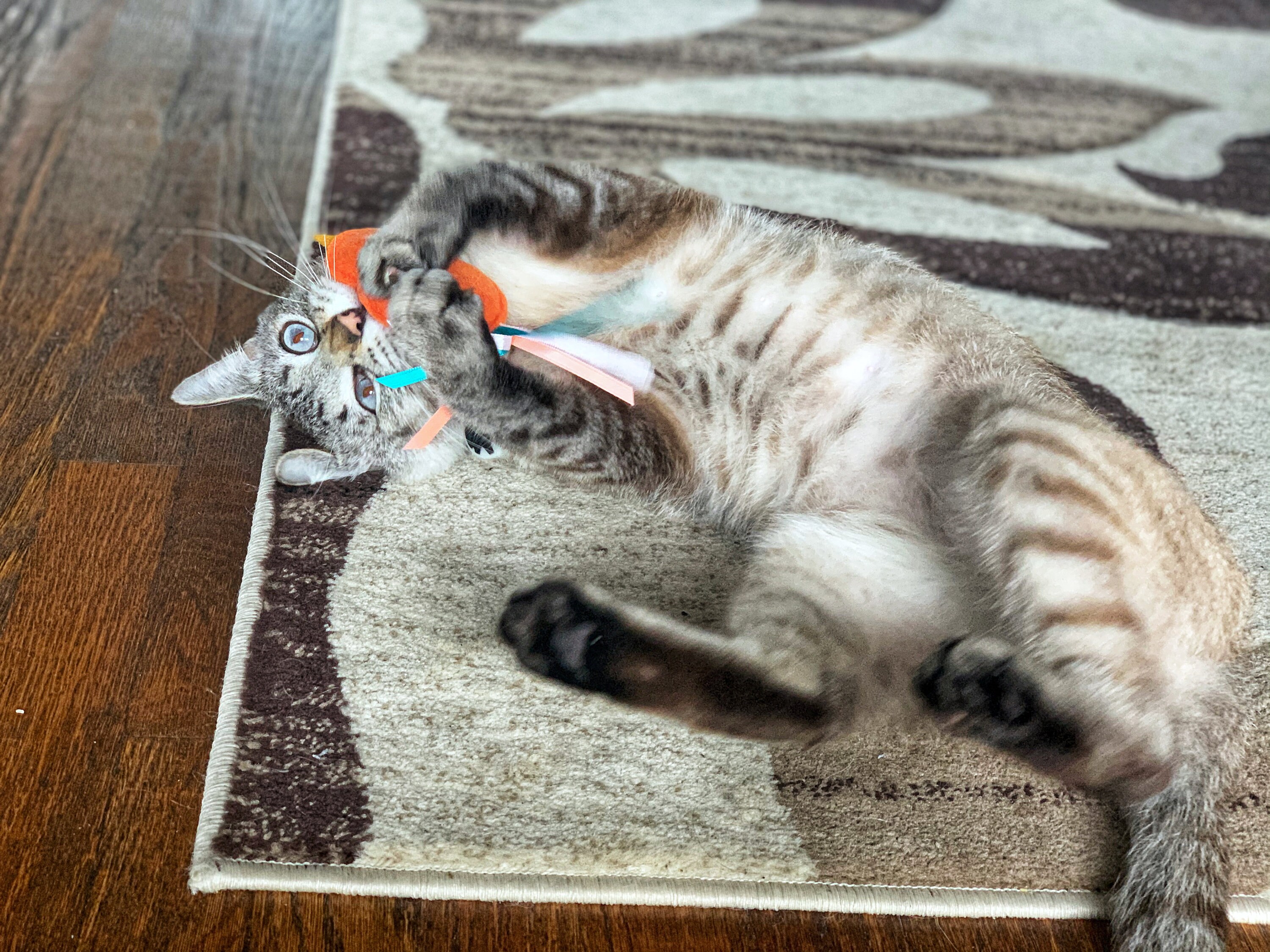 Cat Toys Bird Cat Toy With Strings Ribbons Catnip and - Etsy Canada