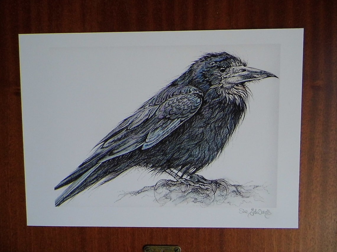 Rook Bird Art Original Print British Birds Gothic Bird Illustration Pen ...