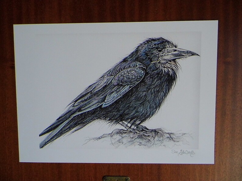 Rook Bird Art Original Print British Birds Gothic Bird Illustration Pen ...