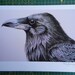 Raven Art Original Print Bird Print Gothic Art Raven Bird Illustration ...