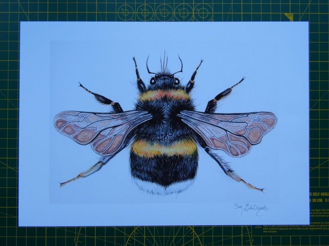 Bumble Bee Art - Original Print - Insect Art - A4 - Bee Illustration ...