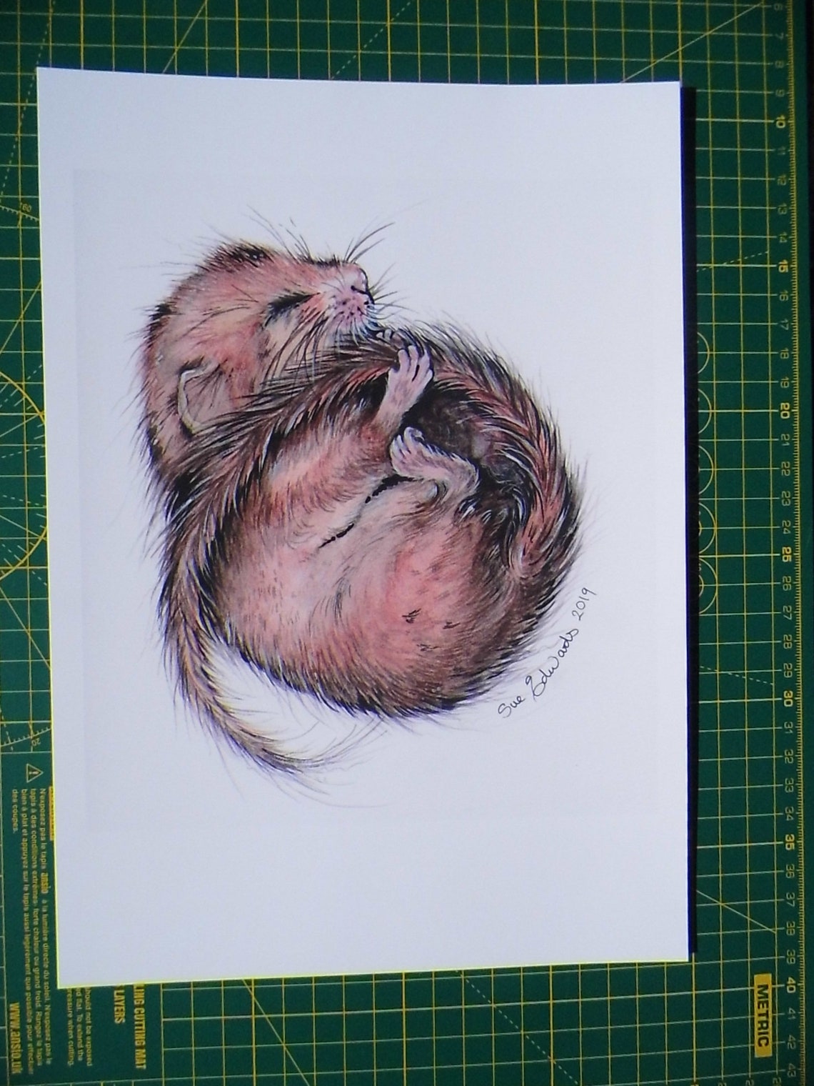 Dormouse Print From an Original Watercolour Curled up Sleeping Rodent ...