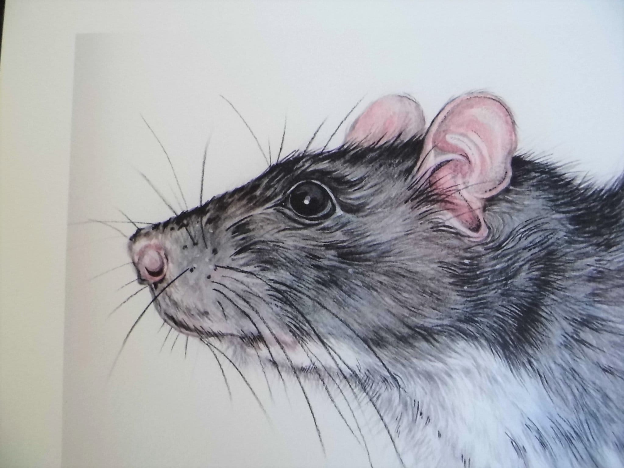 Rat Art Rat Print Original Print Limited Edition Pet - Etsy