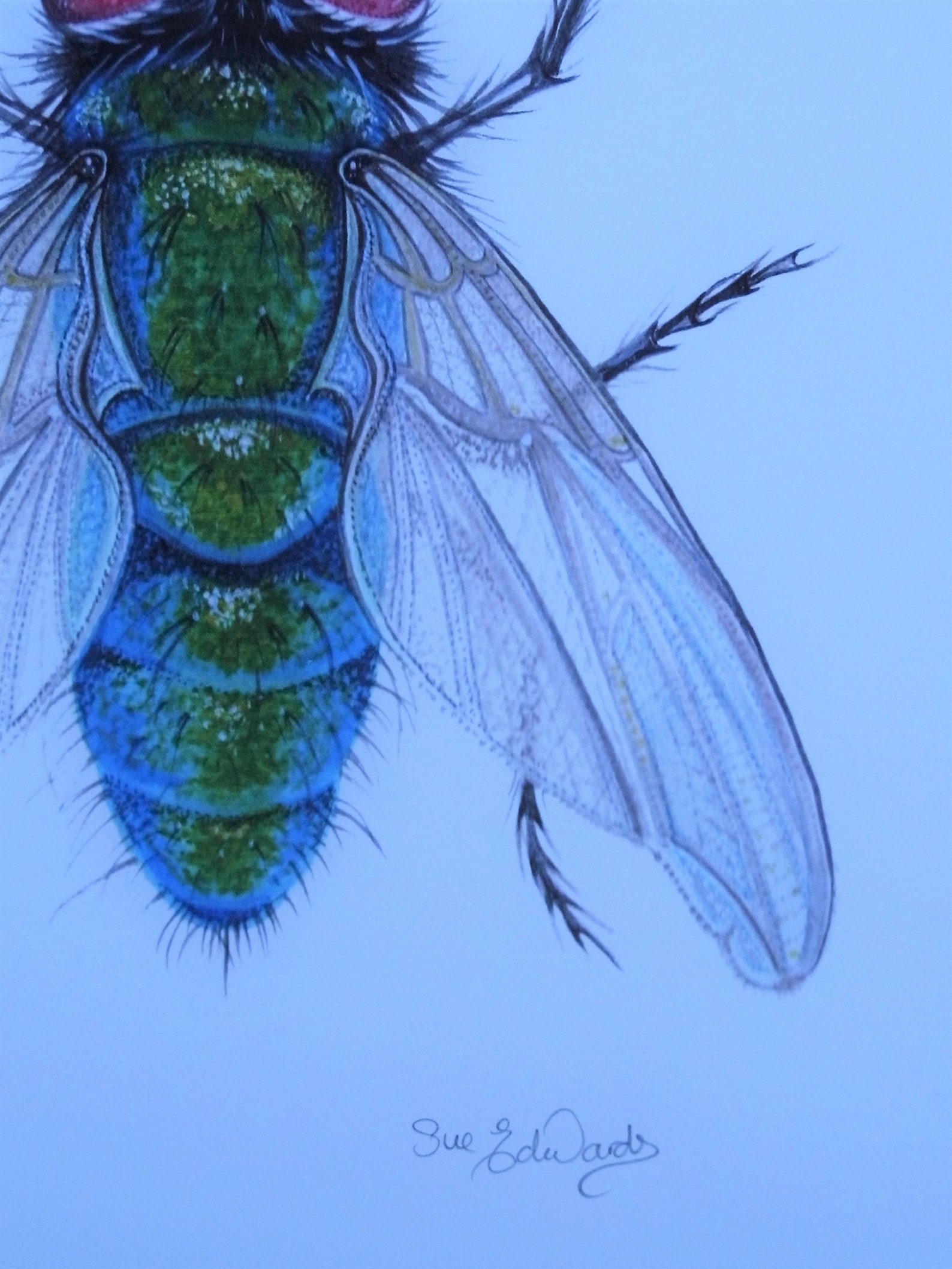 Insect Art insect Illustration Fly Green Bottle blow Fly Insect Art ...