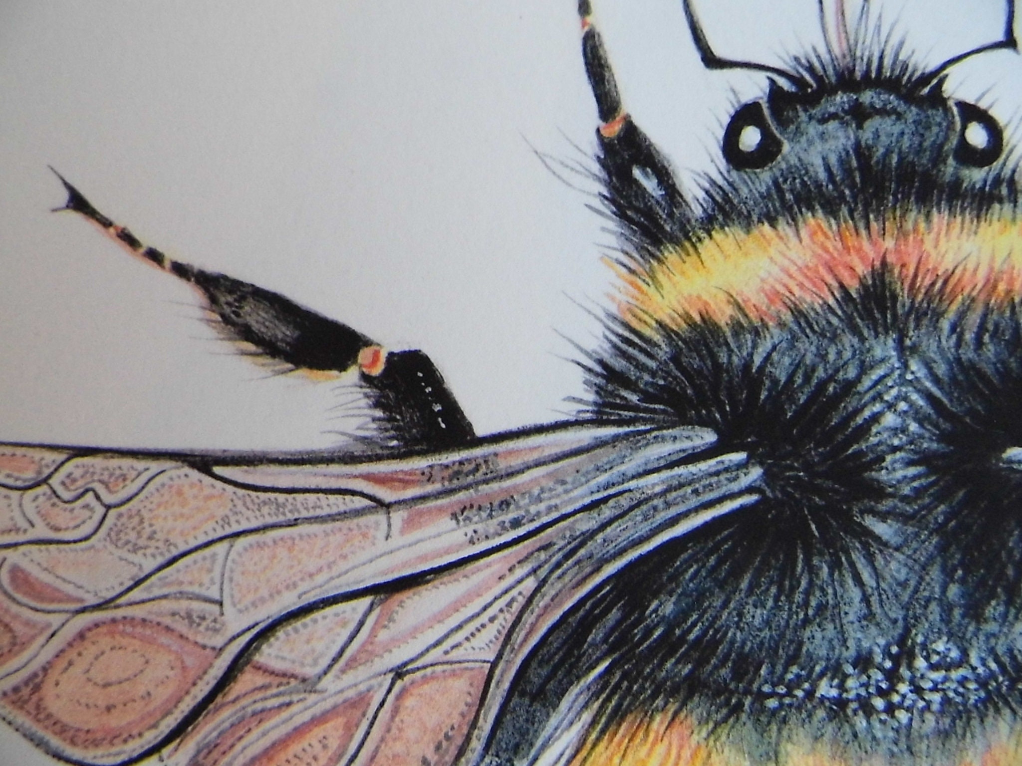 Bumble Bee Art Original Print Insect Art A4 Bee - Etsy