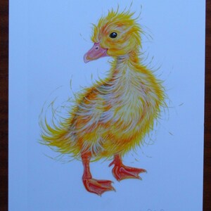 Duckling-a4 Print From Original Art- Baby Duck- Bird Art - Fluffy ...