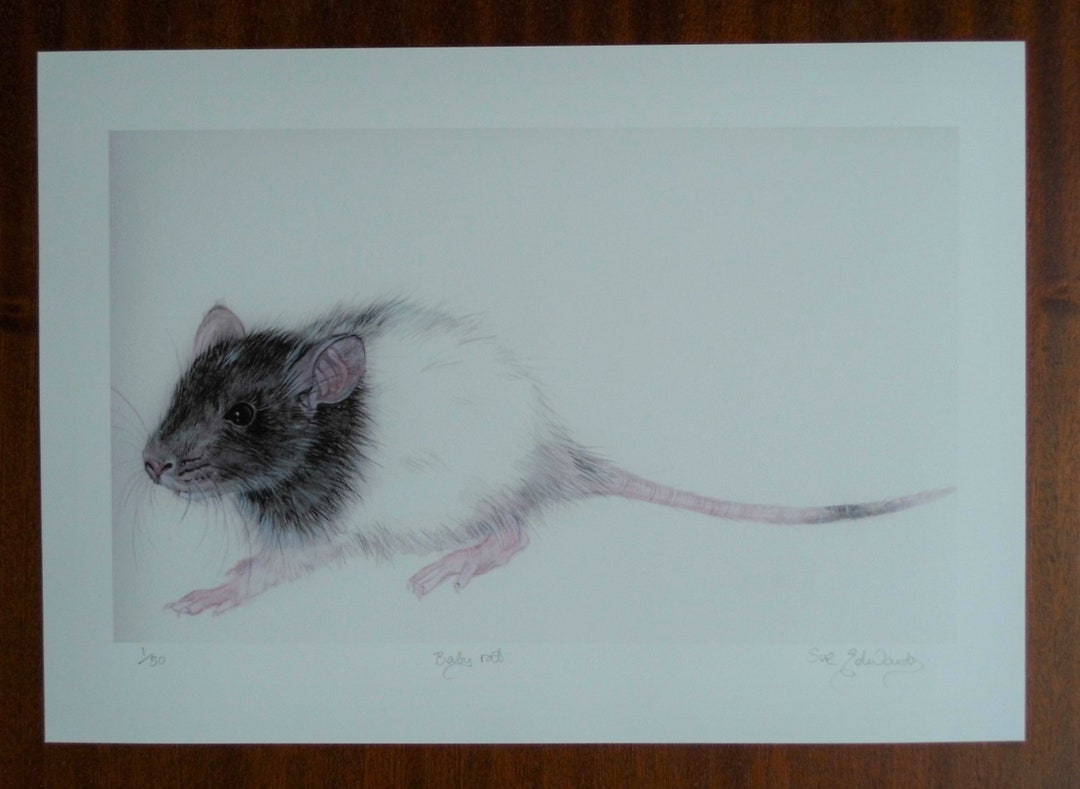 Rat Art - Rat Print - Baby Rat Print - Original Limited Edition Print ...