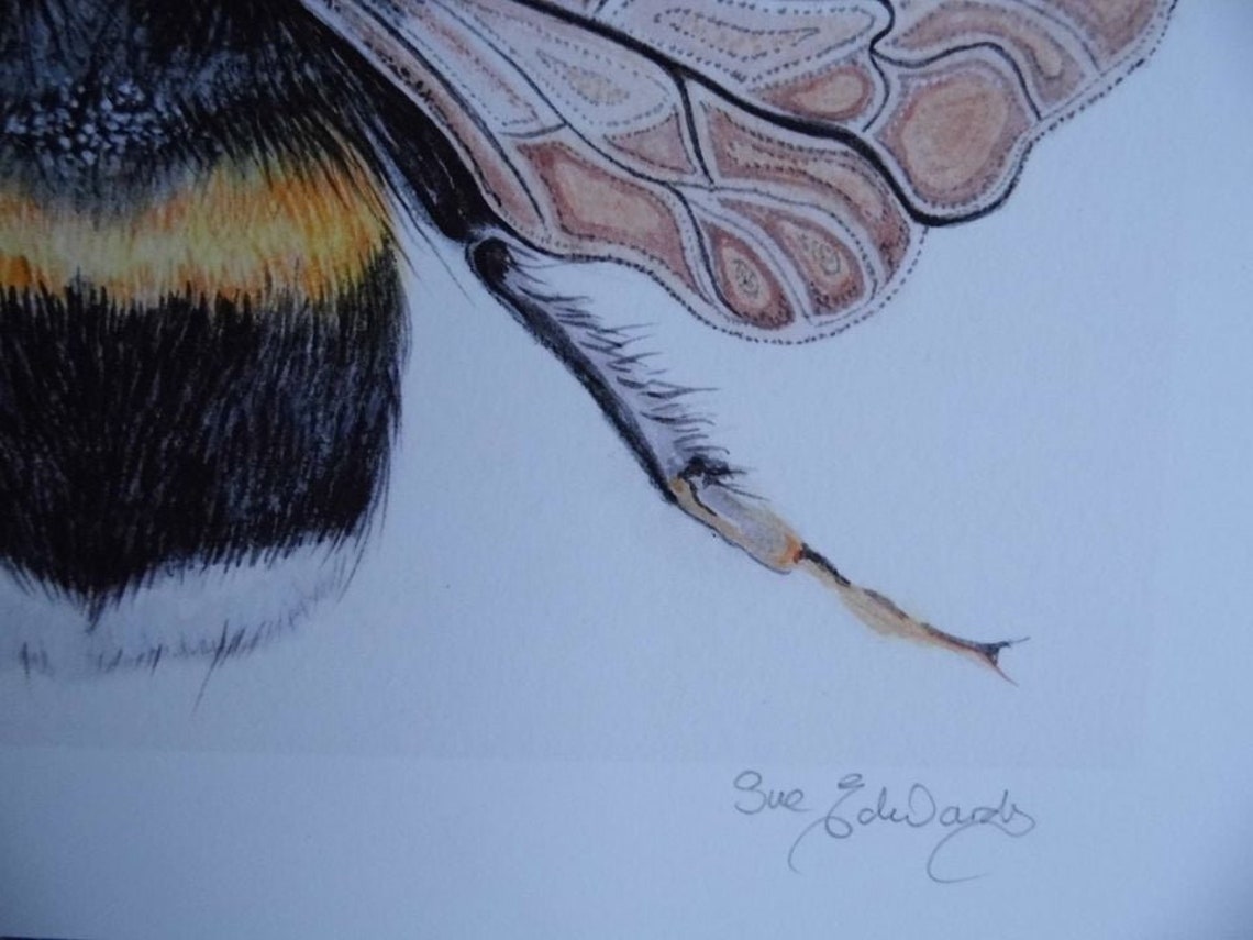 Bumble Bee Art - Original Print - Insect Art - A4 - Bee Illustration ...