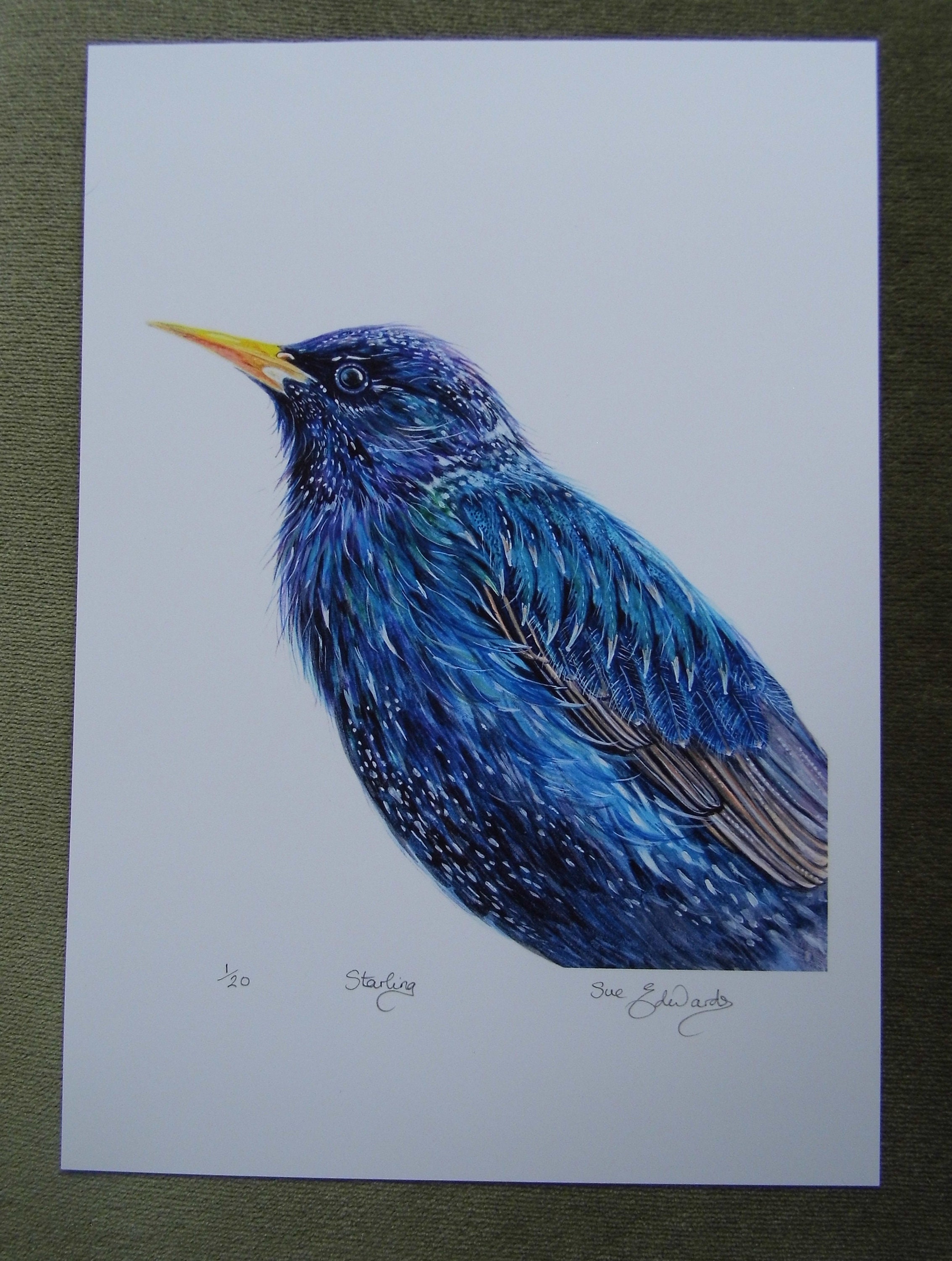 Starling Print from original watercolour/gouache art British garden ...