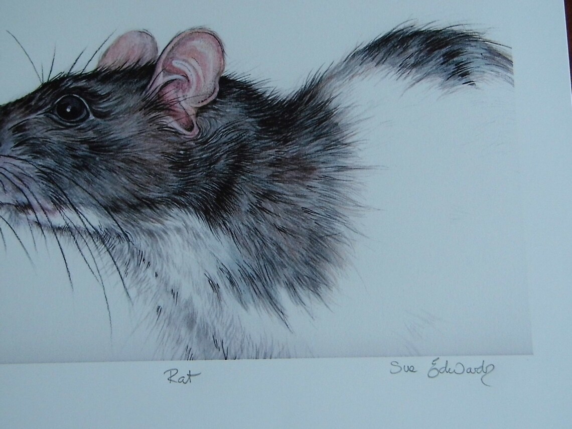 Rat Art Rat Print Original Print Limited Edition Pet - Etsy
