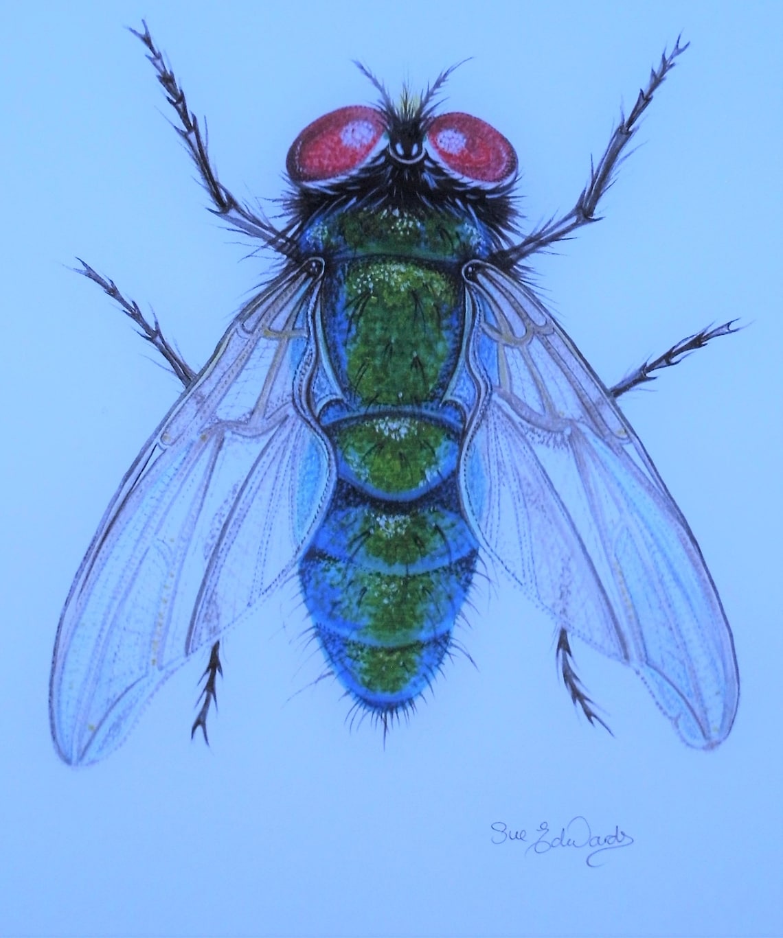 Insect Art insect Illustration Fly Green Bottle blow Fly Insect Art ...