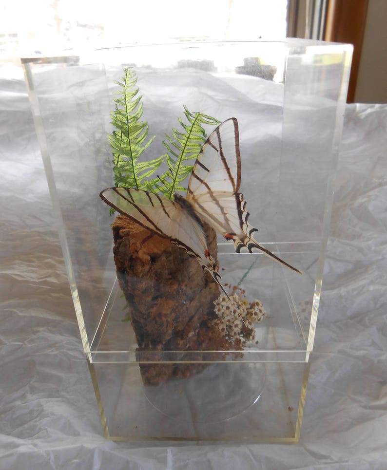 Vintage Entomology Display E. Protesilaus white Page Butterfly, Peru ...