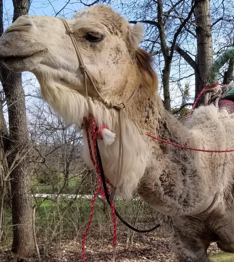 CAMEL HALTERS - Etsy