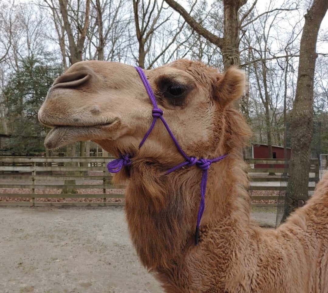 CAMEL HALTERS - Etsy